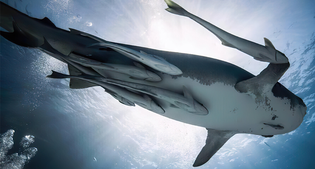 Saving Our Sharks – Saving Our Sharks