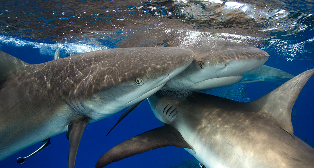 Saving Our Sharks – Saving Our Sharks