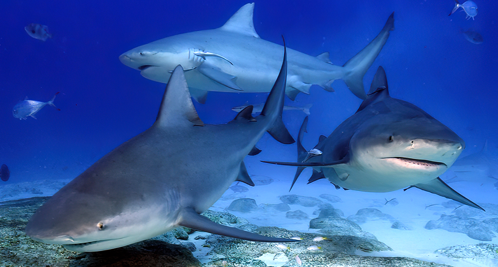 Saving Our Sharks – Saving Our Sharks